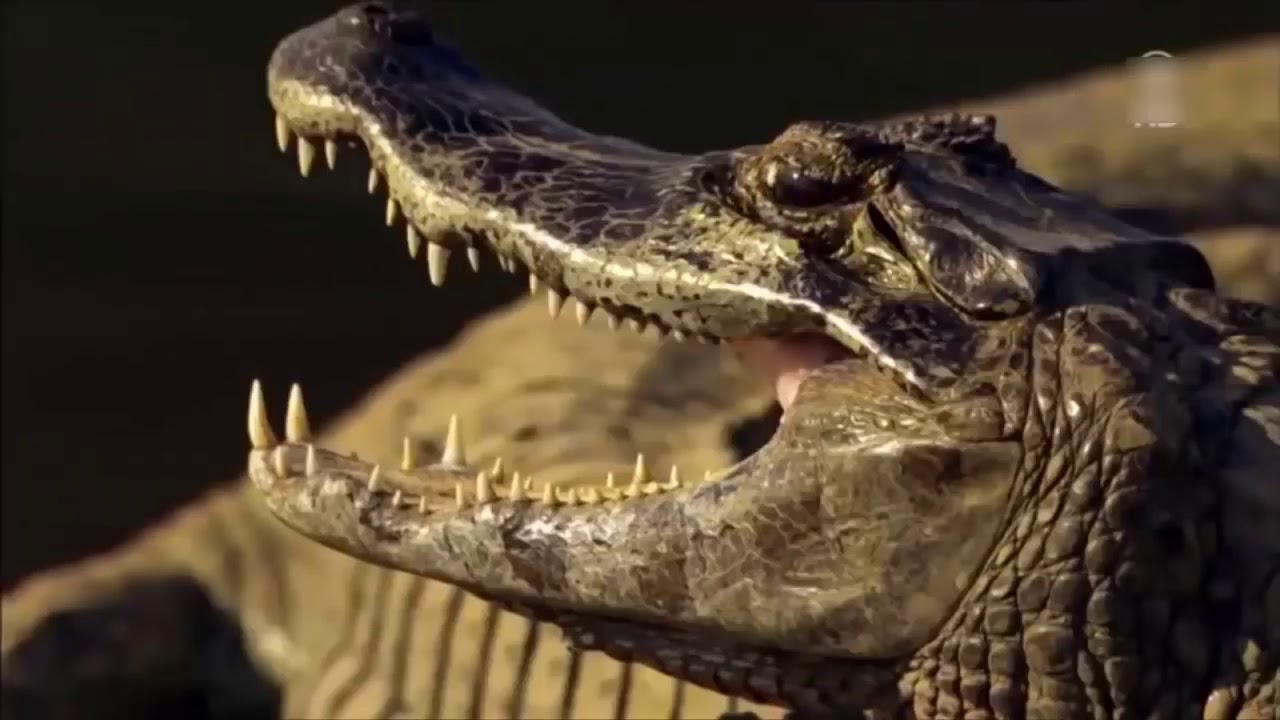 WOW Leopard Hunting Crocodile Underwater Hunters Are Hunted Leopard VS ...