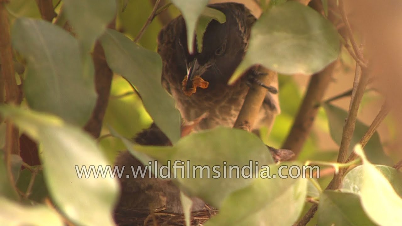 Red-vented Bulbul chicks at their nest in Delhi's summer heat - YouTube