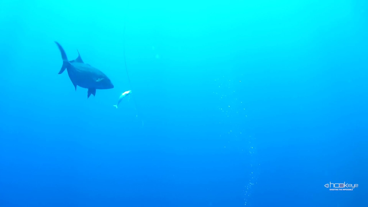 Underwater Bite with Hook-Eye Sportfishing Camera - YouTube