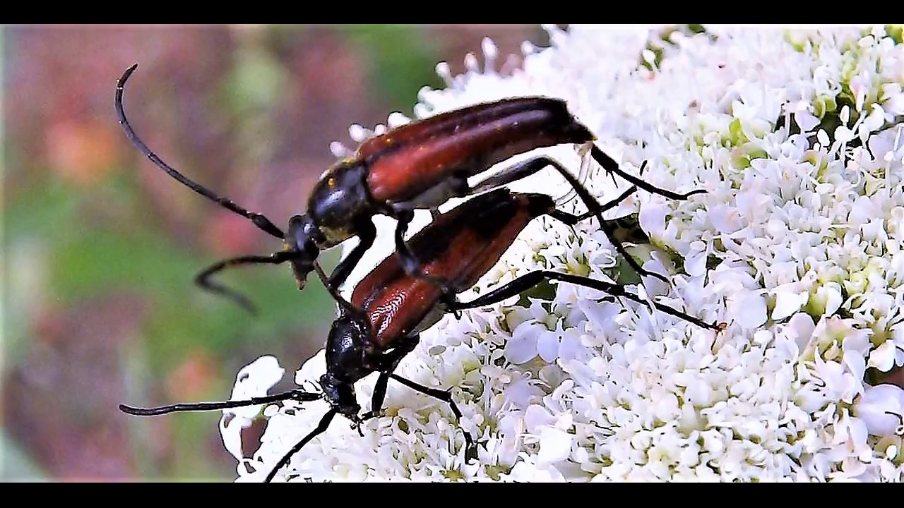 insect mating Greece - YouTube