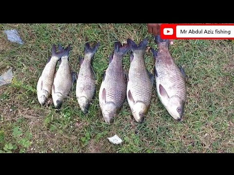 Singal hook fishing technique|Big rohu fish |Hook technique|rohu fish ...