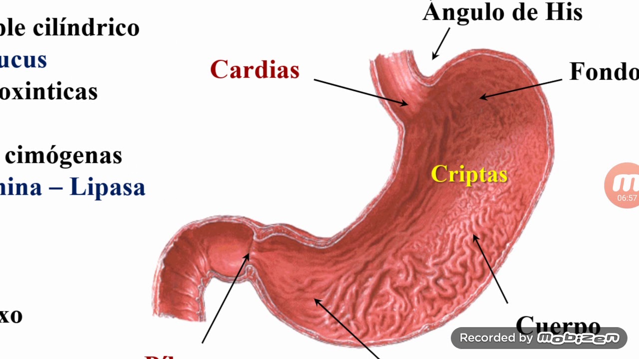 Sistema digestivo Hibito Enero 2020 parte II - YouTube