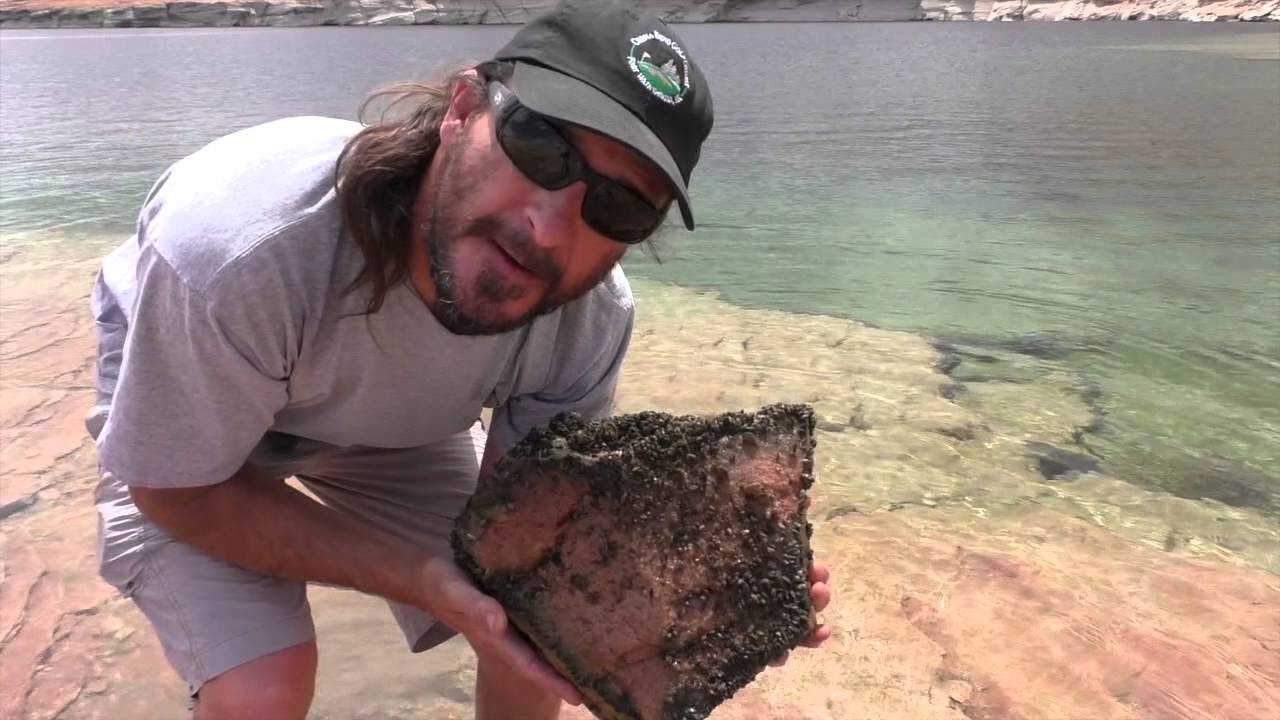 Zebra Muscle Infestation on Lake Powell - YouTube