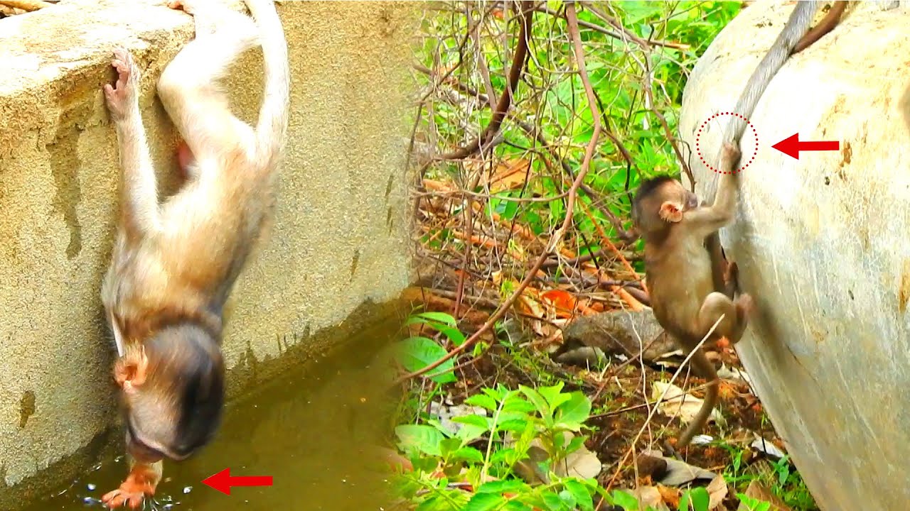 The EMILY monkey clings to the tail of MaMa MaMa MANDA to get up and ...
