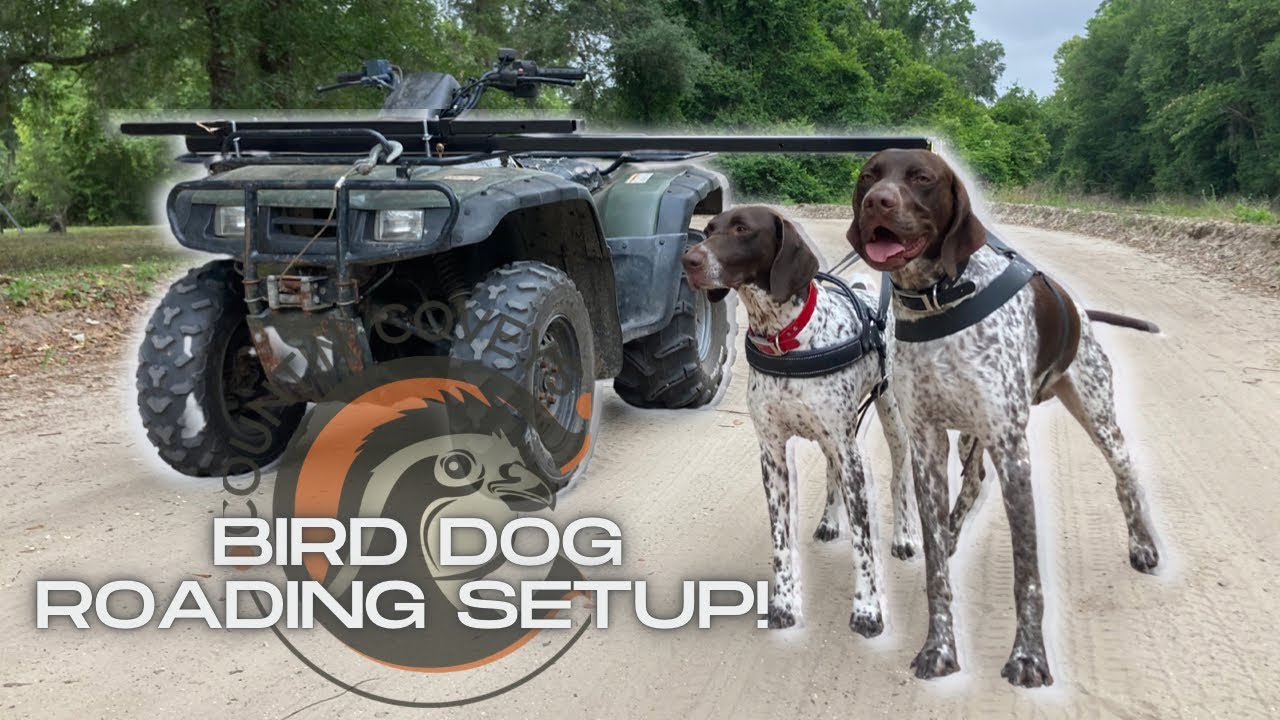 ROADING DOGS | KEEPING BIRD DOGS IN PEAK SHAPE! - YouTube