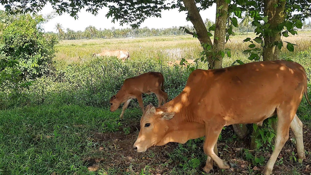 Suara Induk Sapi yang sedang Mencari Anaknya - video sapi - YouTube