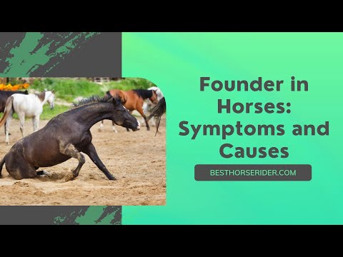 Founder in Horses. Symptoms and Causes - YouTube
