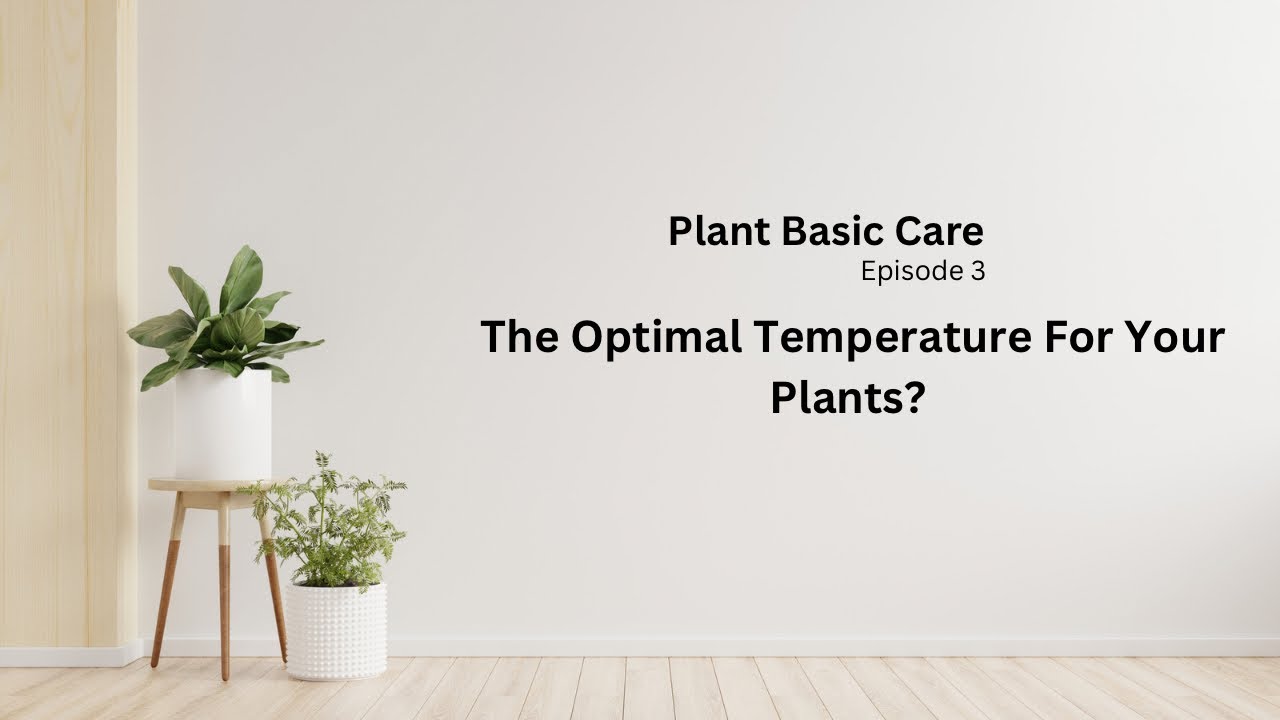 What is the OPTIMAL Temperature for indoor plants? #plants - YouTube