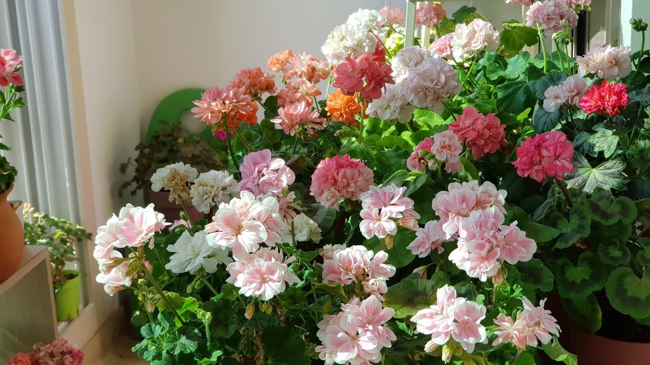 러블리한, 사가Saga 제라늄 pelargonium, geranium. - YouTube