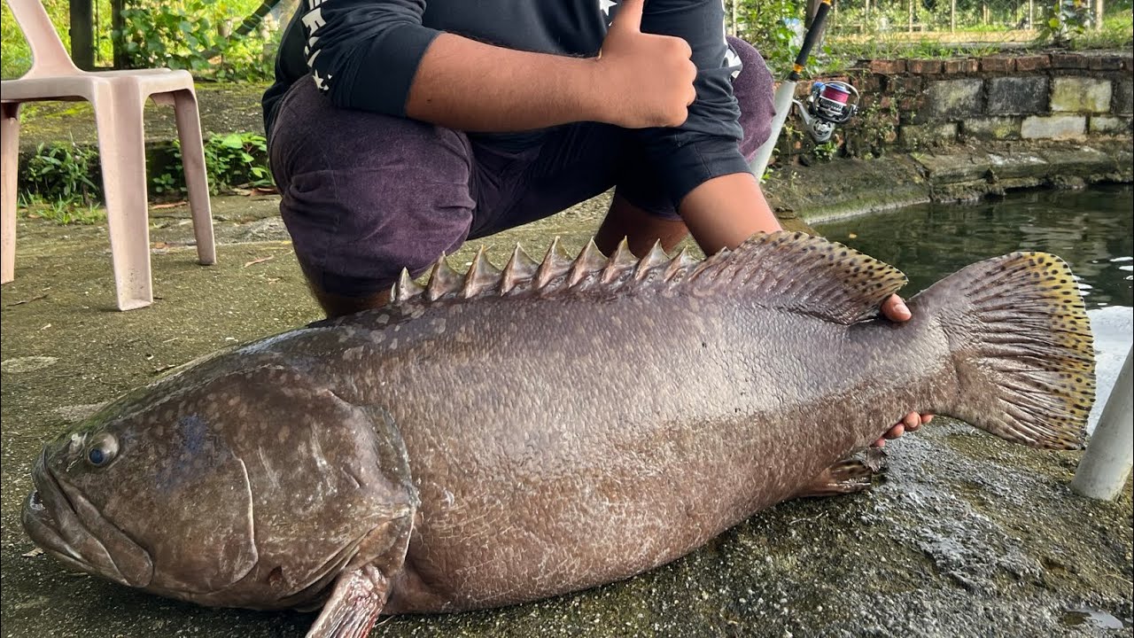 KERAPU NAGA | Damai Fishing Pond Malaysia | Catch and Release - YouTube