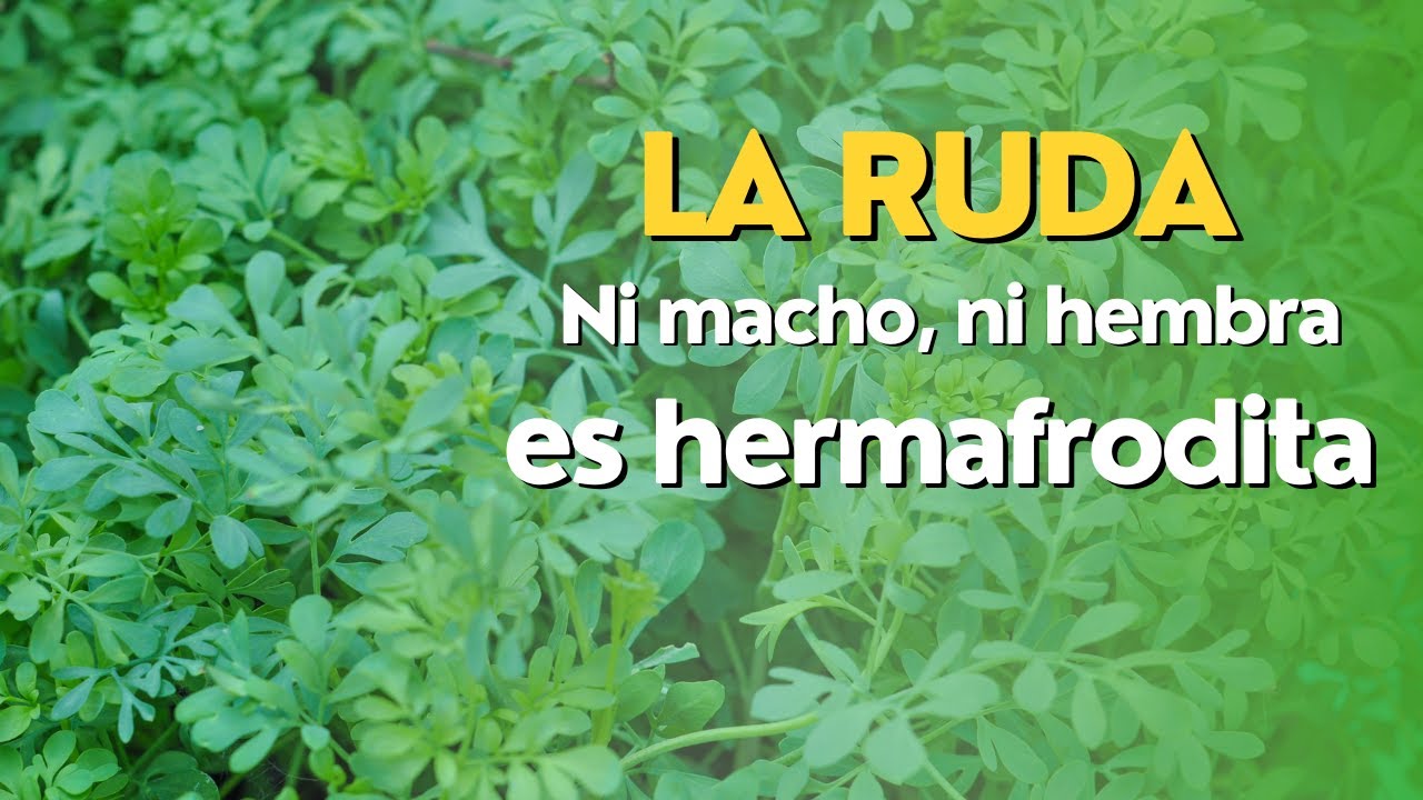 La "ruda macho" o "ruda hembra" no existe como tal. ¿Sabes cómo ...
