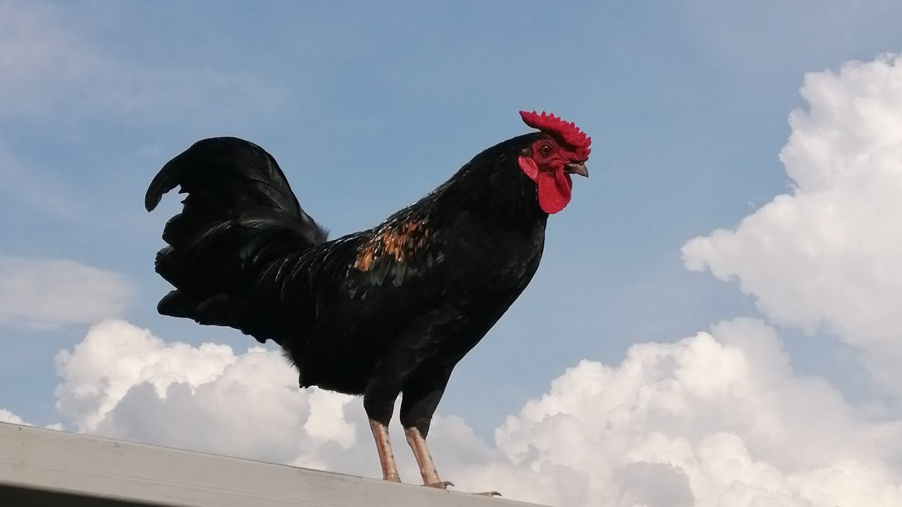 Toate ANIMALELE! - YouTube