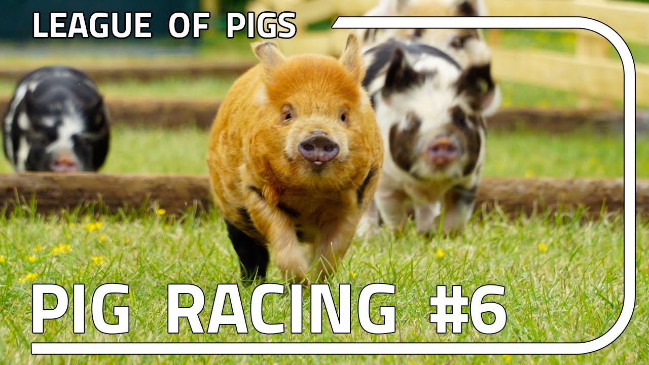 League of Pigs - Season 2 - Round 2! - YouTube