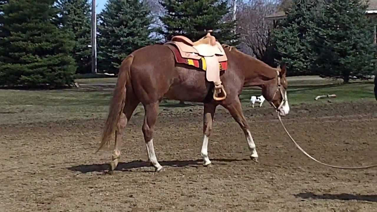 APHA 2008 All Time Fancy allaround mare - YouTube
