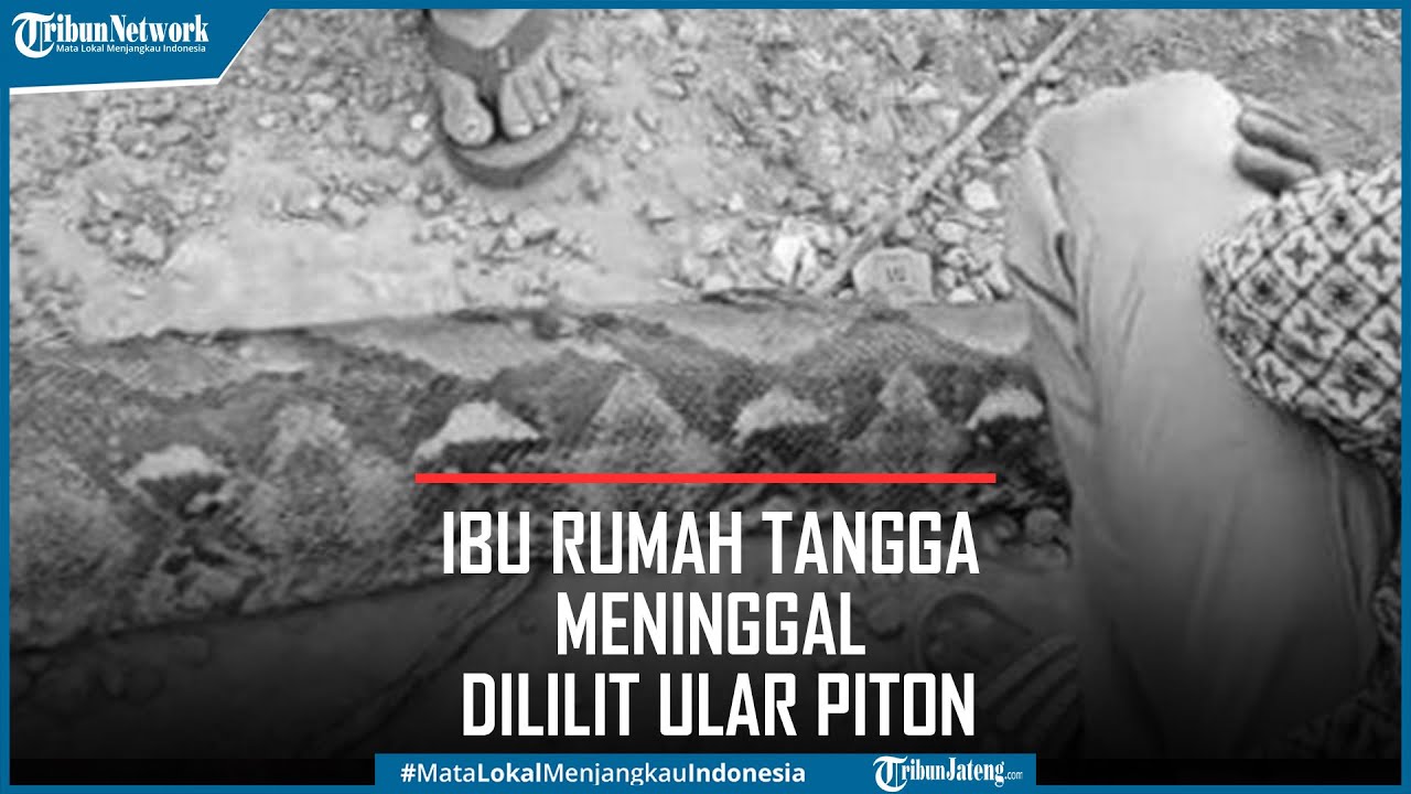 Sedang di Jamban, Ibu Rumah Tangga Meninggal Dililit Ular Piton - YouTube