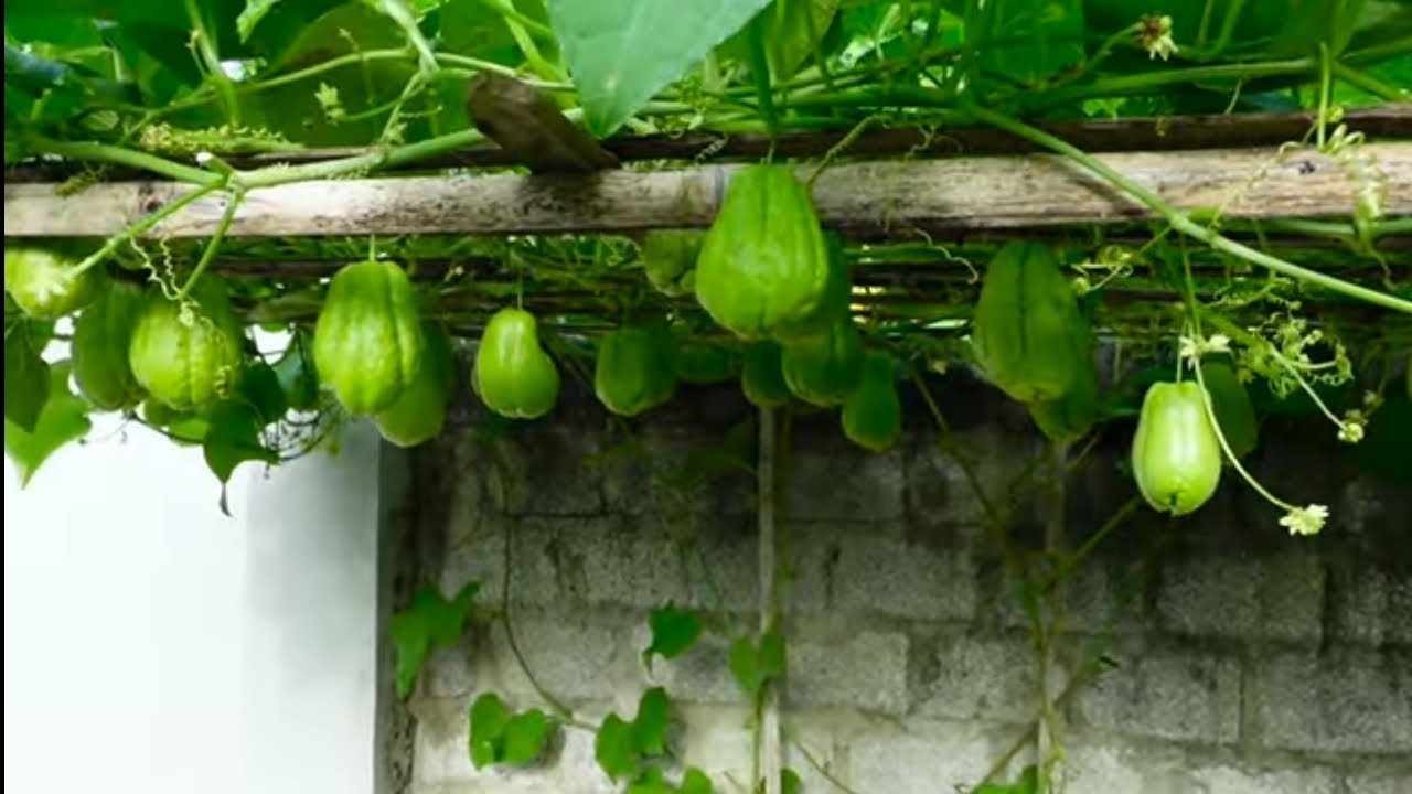 Growing Chayote: Plant | How To Grow Chayote Ve এই ফলগুলো স্বাস্থ্যের ...