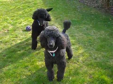 Standard Poodles Playing - YouTube