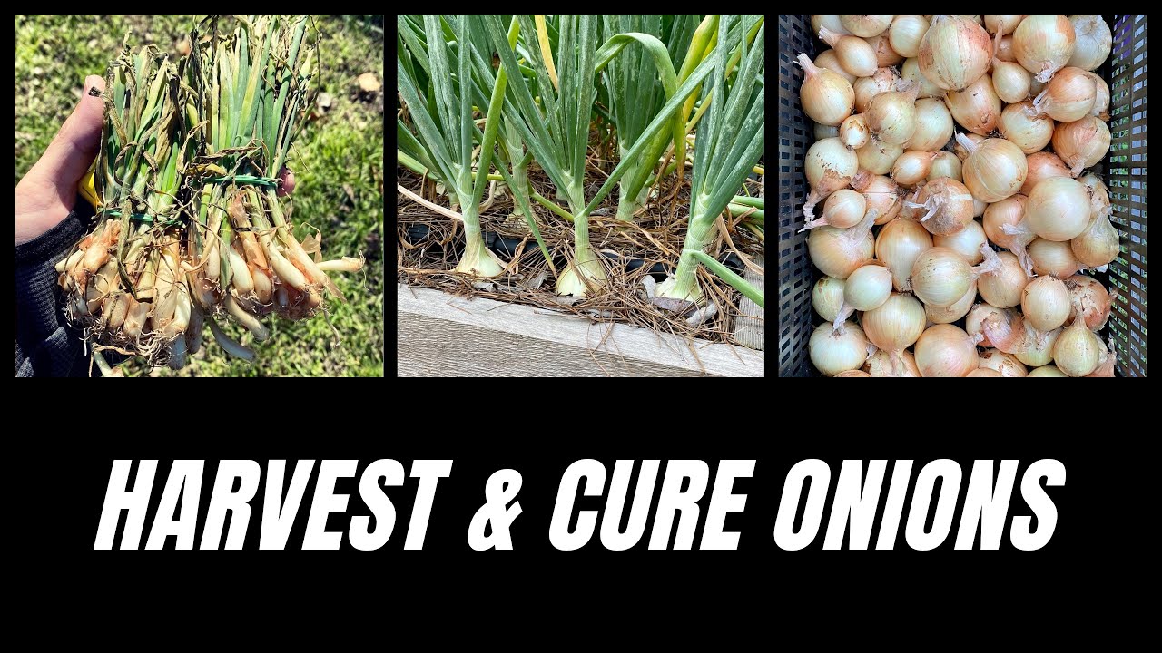 WHEN TO HARVEST MY BULB ONIONS - YouTube