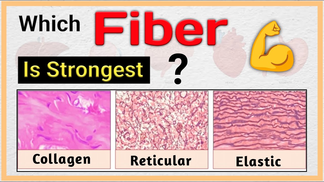 Fibers Explained | Collagen, Elastic & Reticular Fibers Made Simple ...