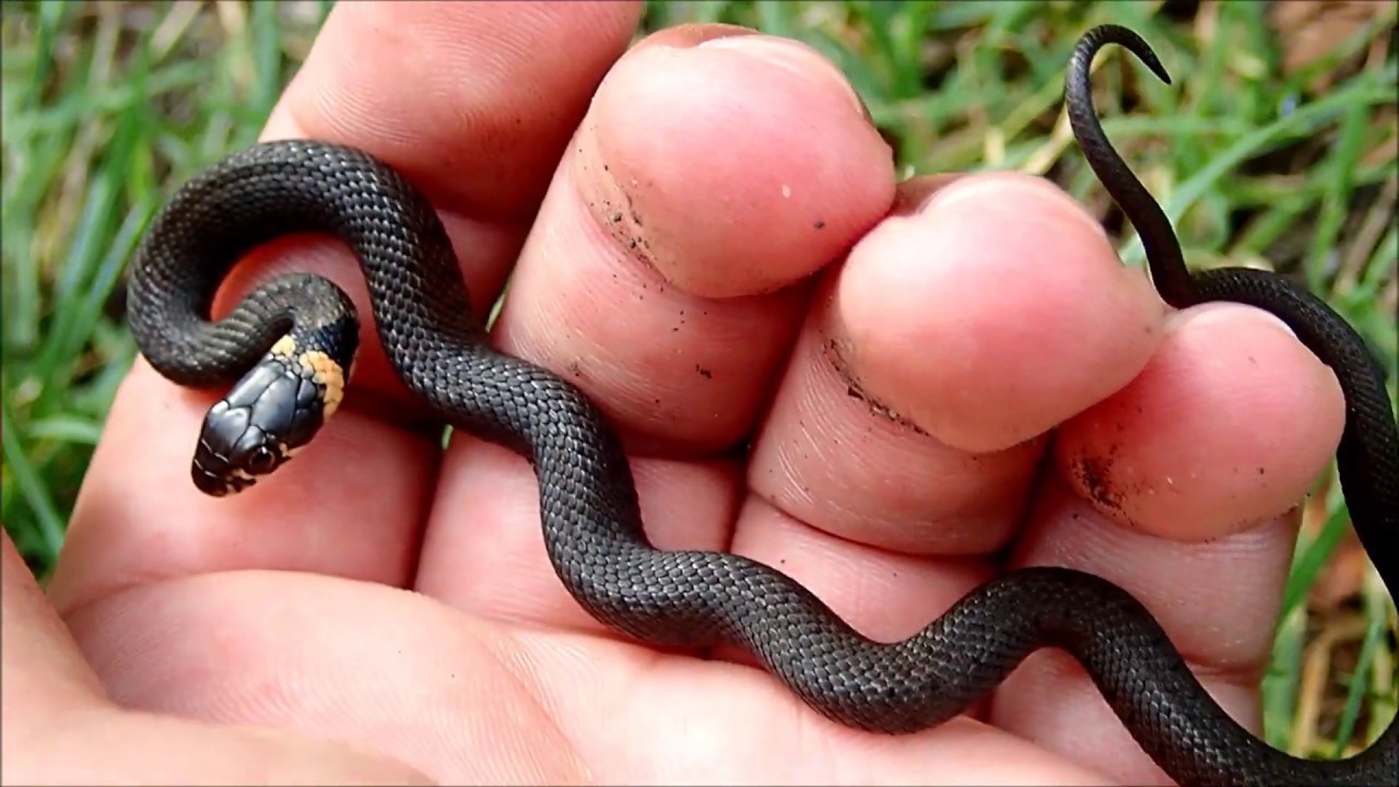 Jonge baby ringslang (Natrix natrix) gespot!!! Christian Olivier - YouTube