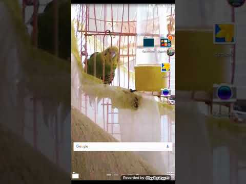 Video düzenleme programı /viva video:video düzenleme/tanıtım