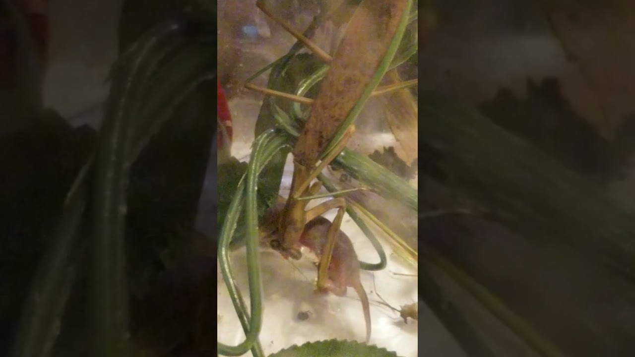 Praying mantis eating a baby mouse. - YouTube