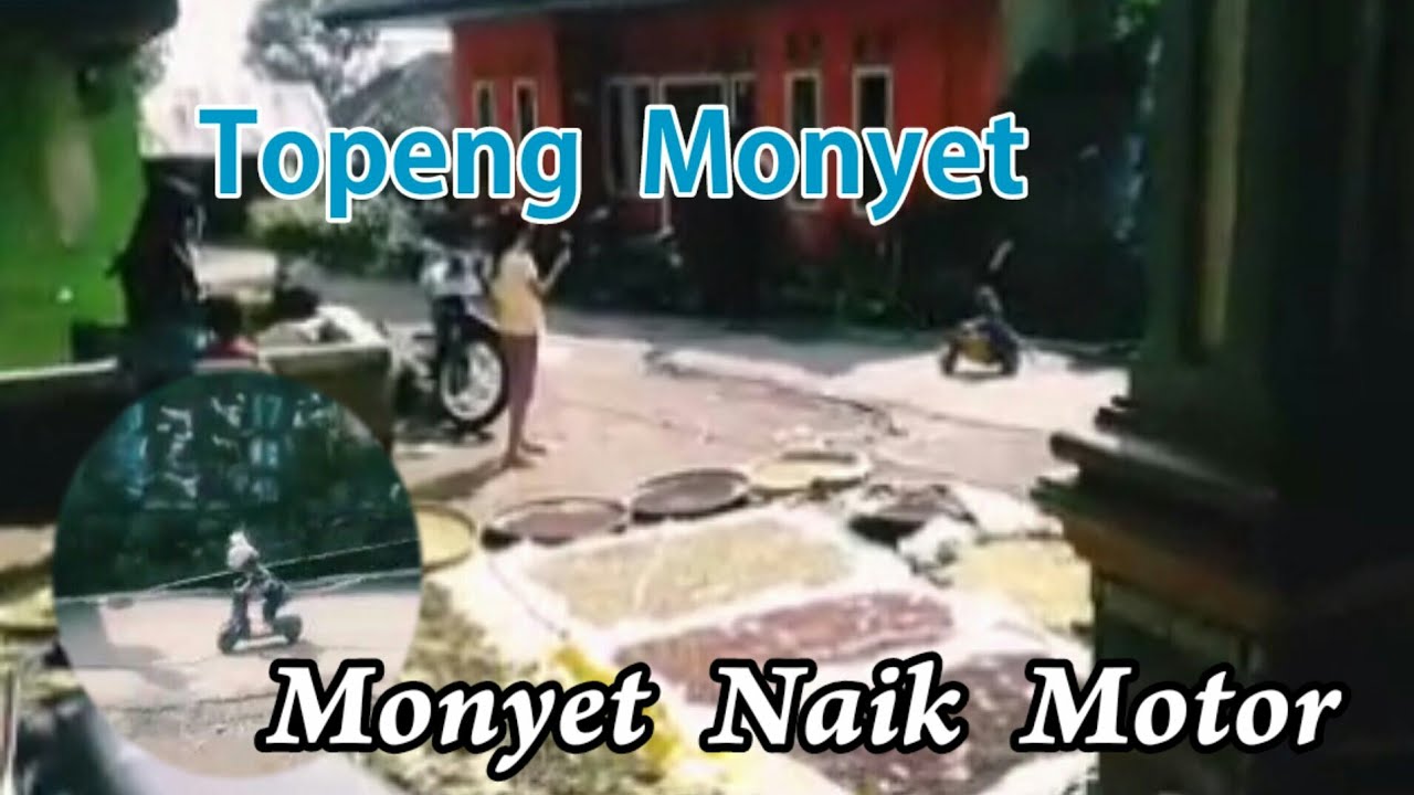 Topeng Monyet Bikin Ngakak || Doger Monyet || 23 Juli 2020 - YouTube