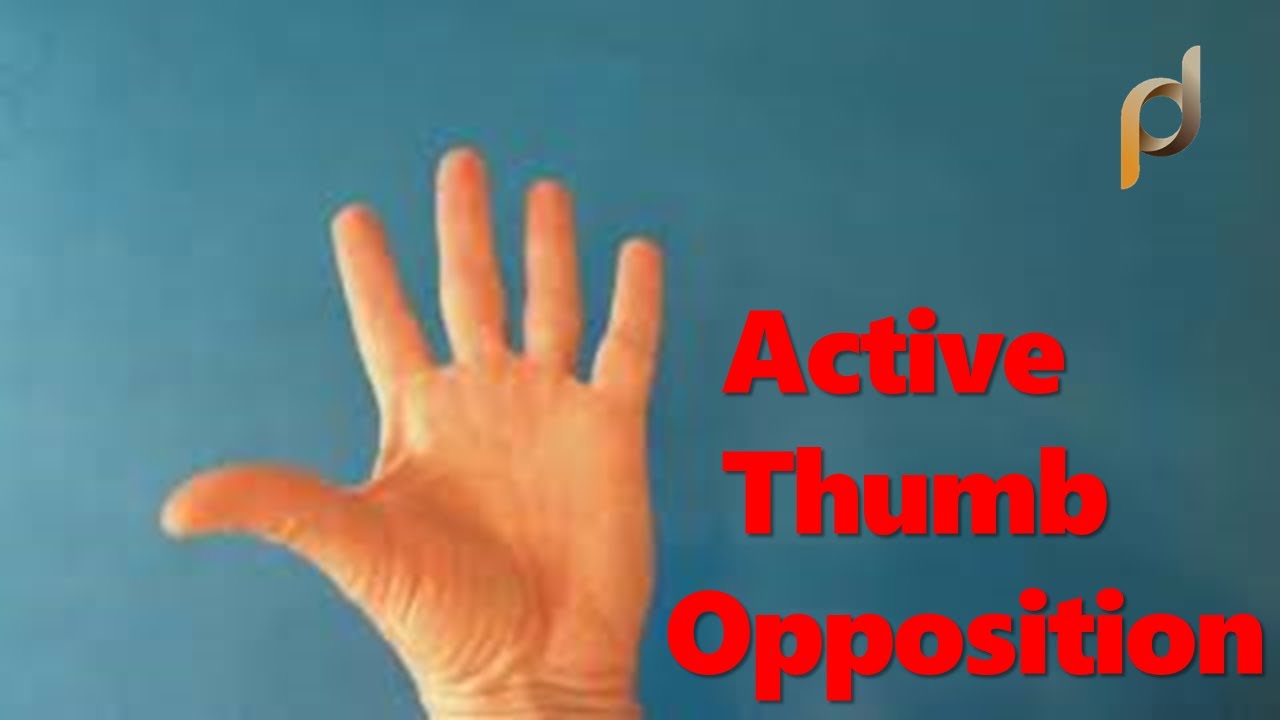 Active Thumb Opposition - YouTube