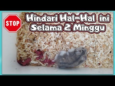Dilarang Melakukan Hal Ini Pada Hamster Yang Baru Melahirkan