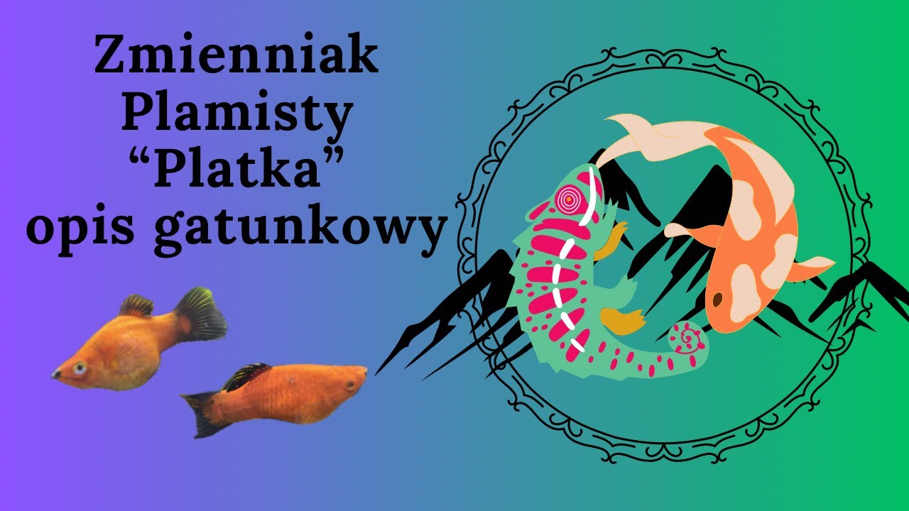 Zmianniak Plamisty „Platka” Opis gatunkowy + ciekawostki - YouTube
