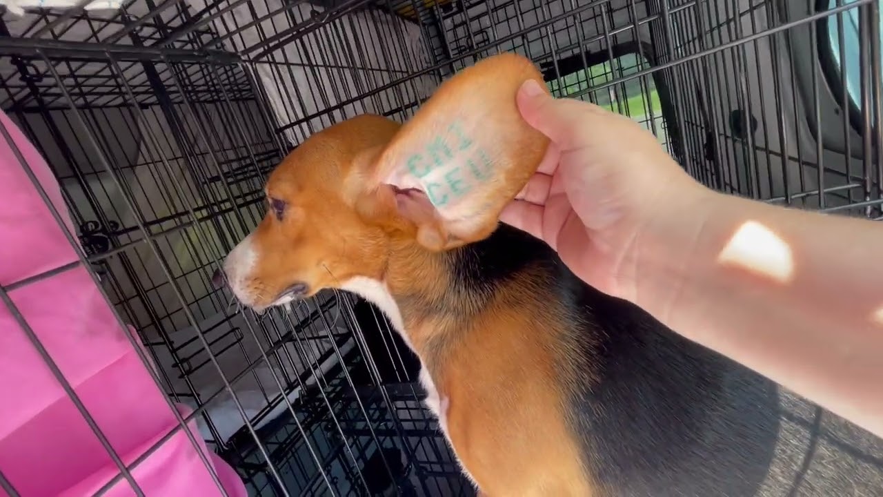 Beagle Rescue - YouTube