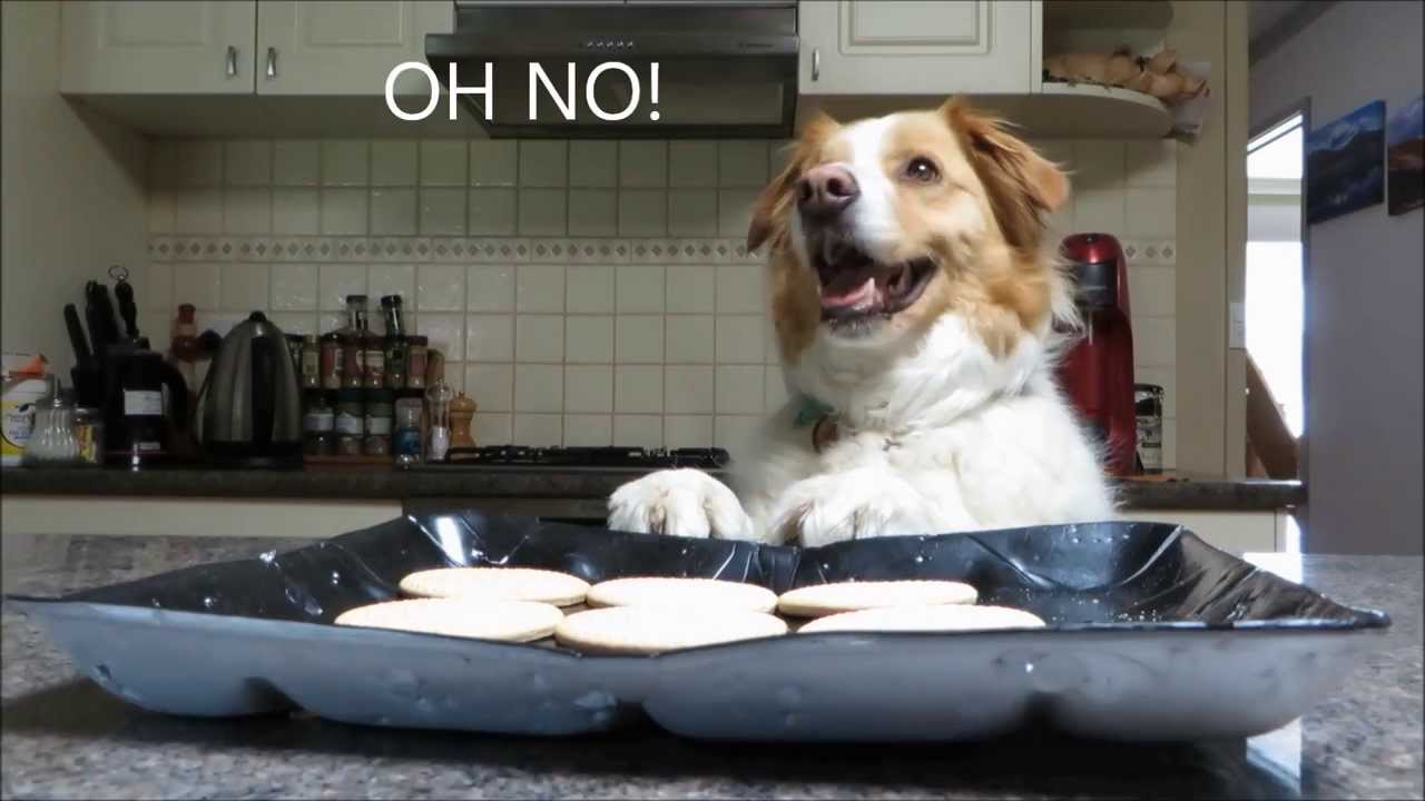 Dog bakes cookies - YouTube