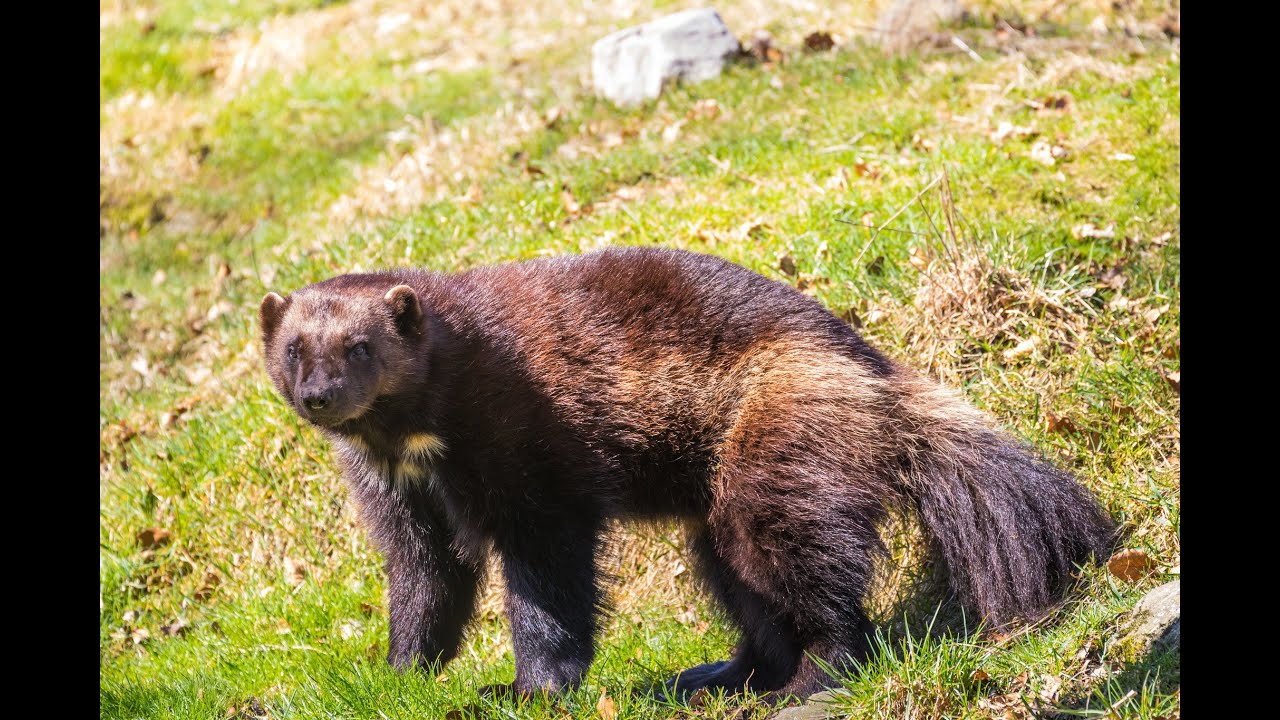 WOLVERINE Fierce, Powerful and Rare animal - YouTube