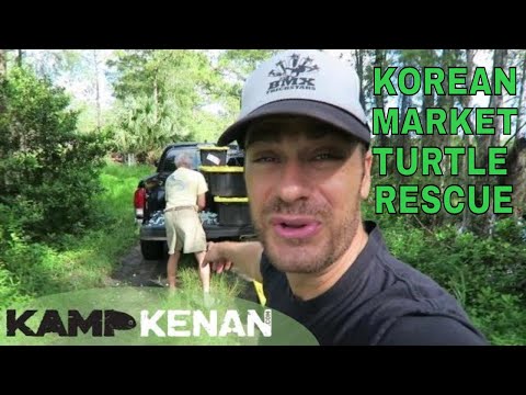 We Rescued Softshell Turtles from a Korean Market!