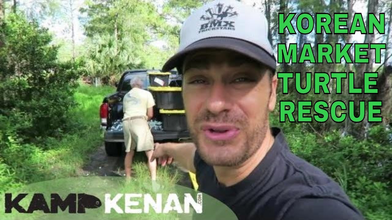 We Rescued Softshell Turtles from a Korean Market! - YouTube