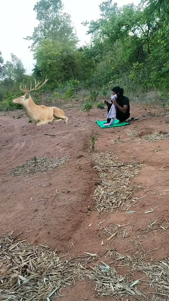 catching deer ##catching - YouTube