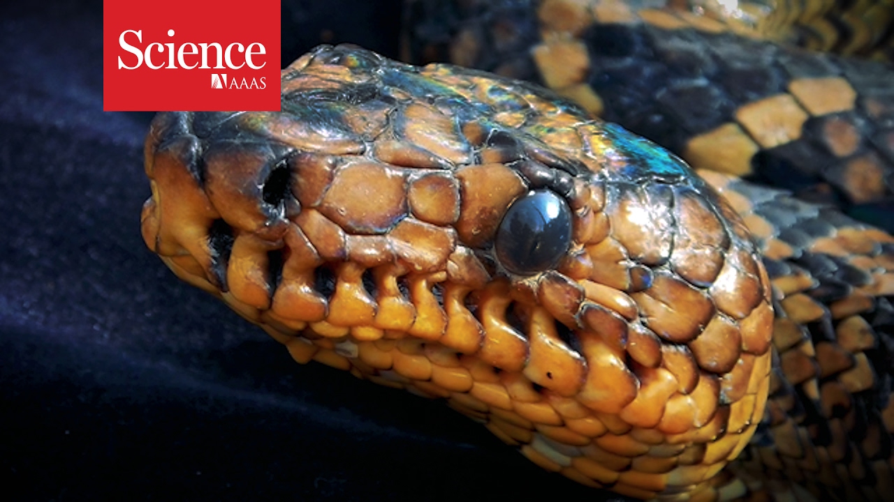 Brazilian Boa rediscovered - YouTube