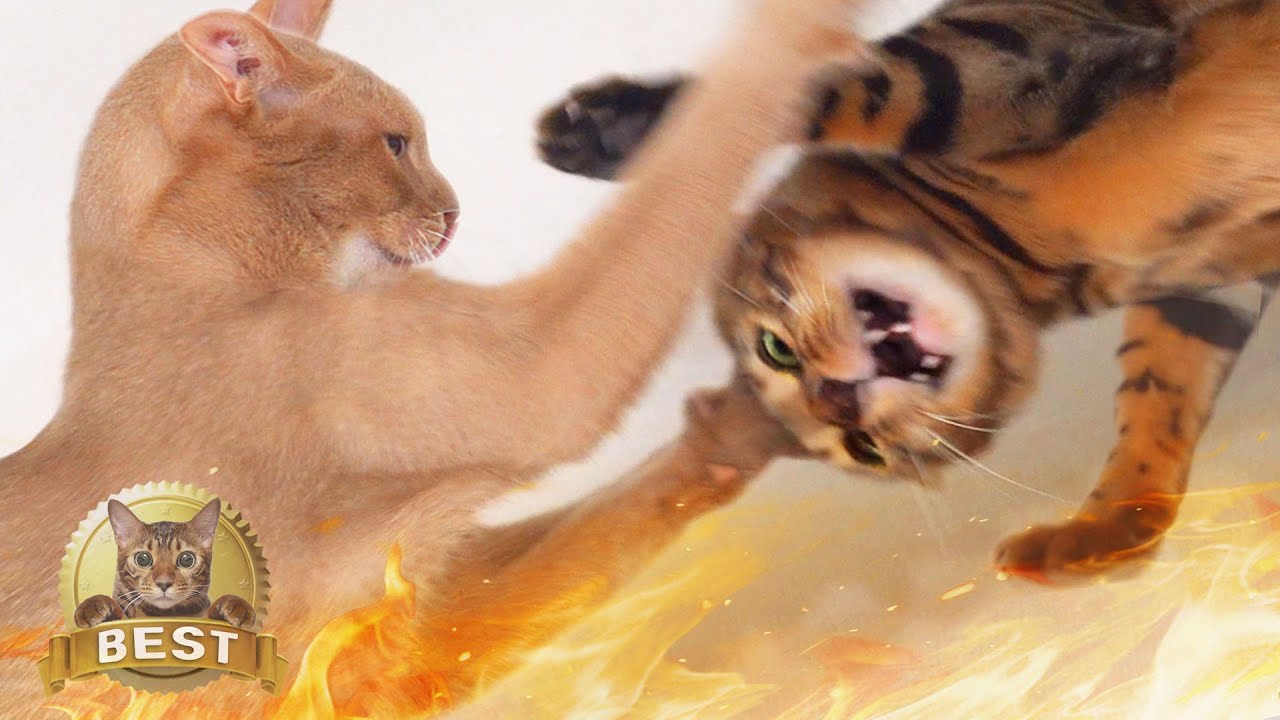 Funny Cat Fight Memes