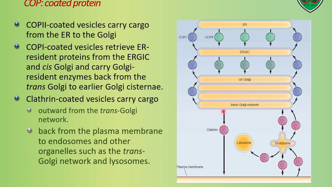 Lecture 02 Protein sorting (Golgi apparatus) 2019-2020 - YouTube