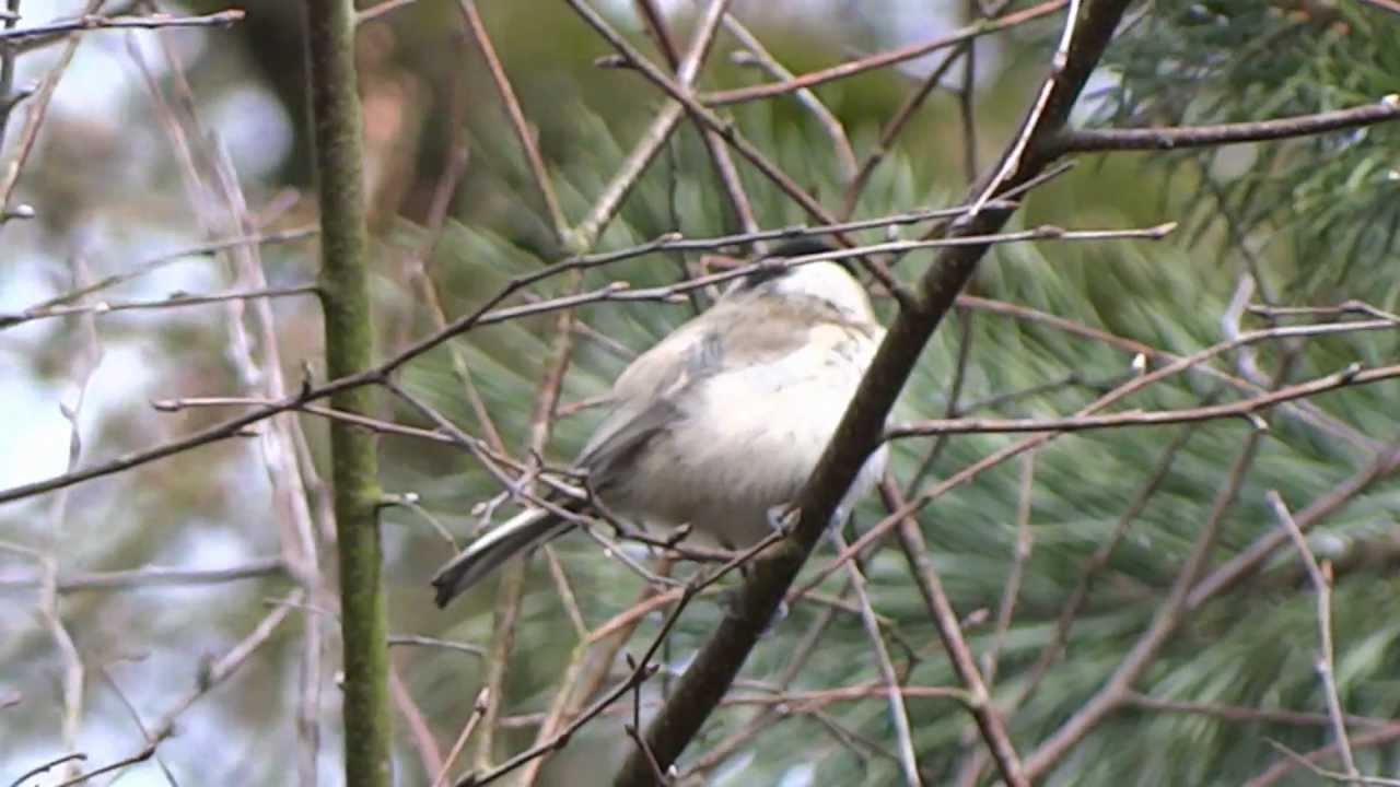 Willow Tit / Matkop (Parus Montanus) - YouTube