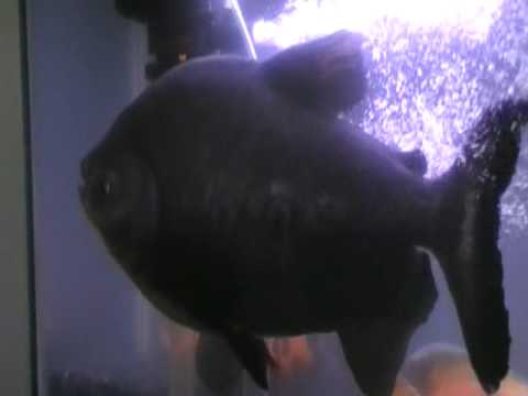 Biggest pacu in a 60gallon tank! - YouTube