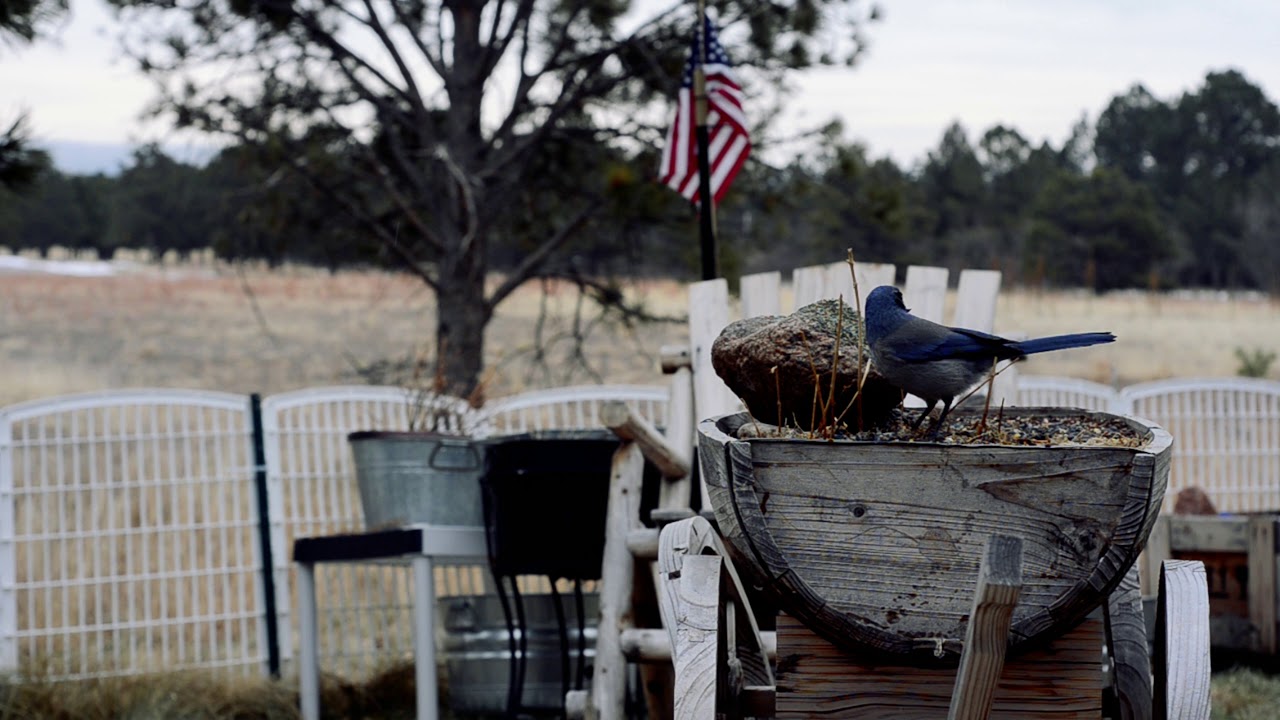 Camp Robbers - YouTube