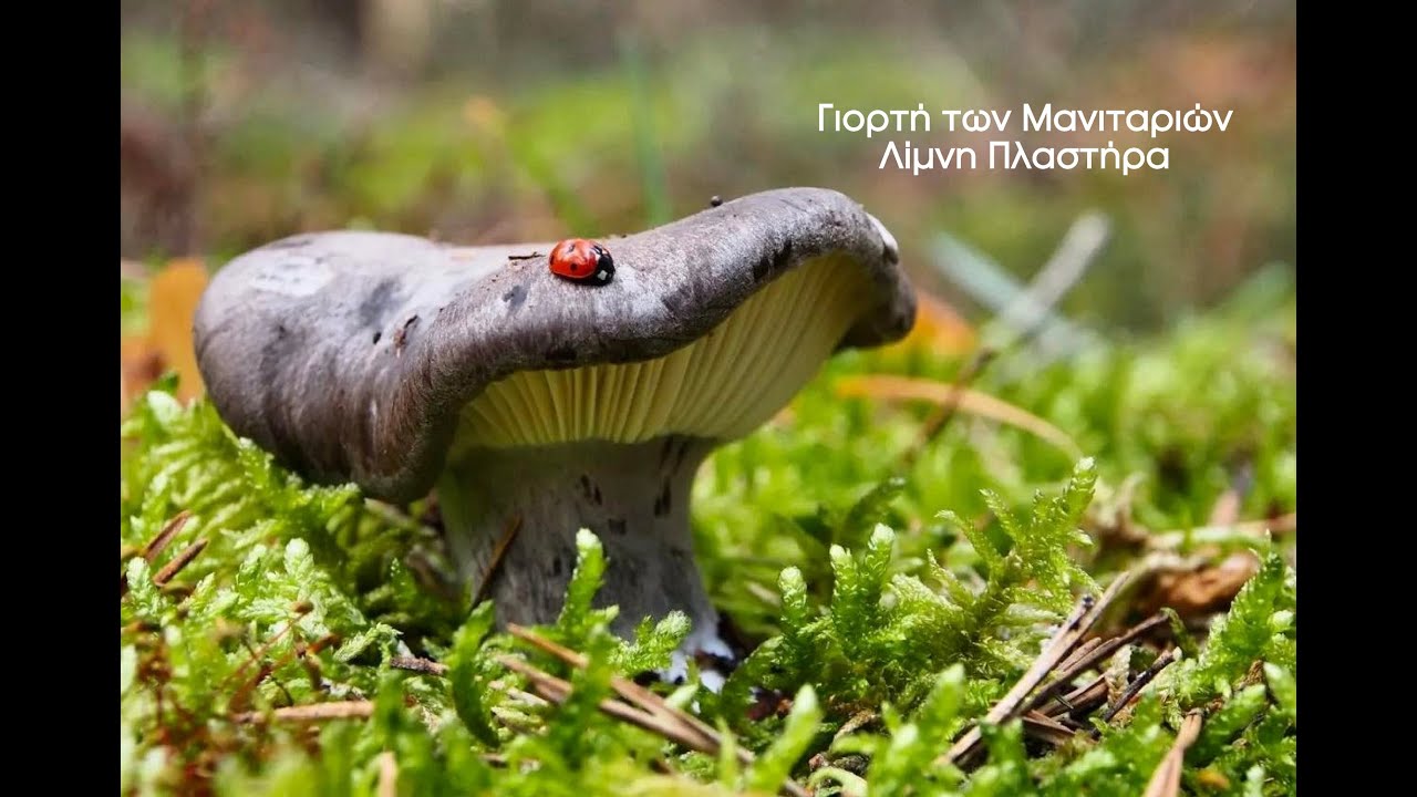 ΓΙΟΡΤΗ ΜΑΝΙΤΑΡΙΩΝ / Mushrooms Lake Plastiras / promo video - YouTube