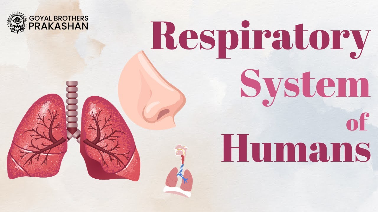 Respiratory System In Human | Respiratory System | Class-6 | Biology ...