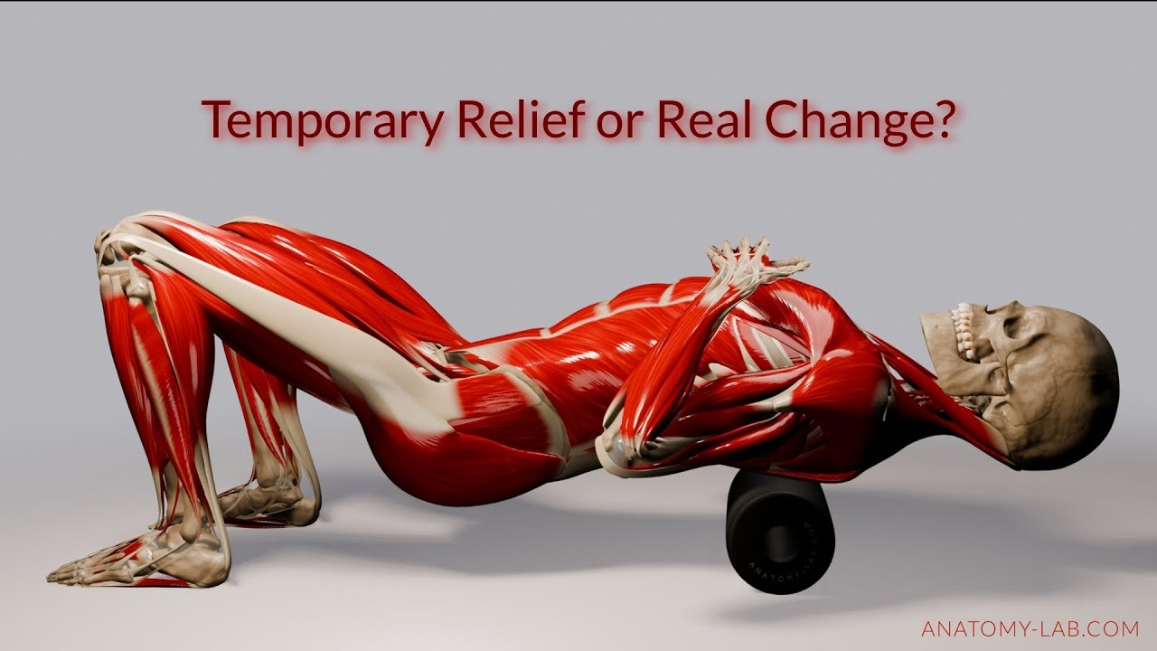 "How Foam Rolling Impacts Muscle Tone: Understanding Muscle Sensors ...