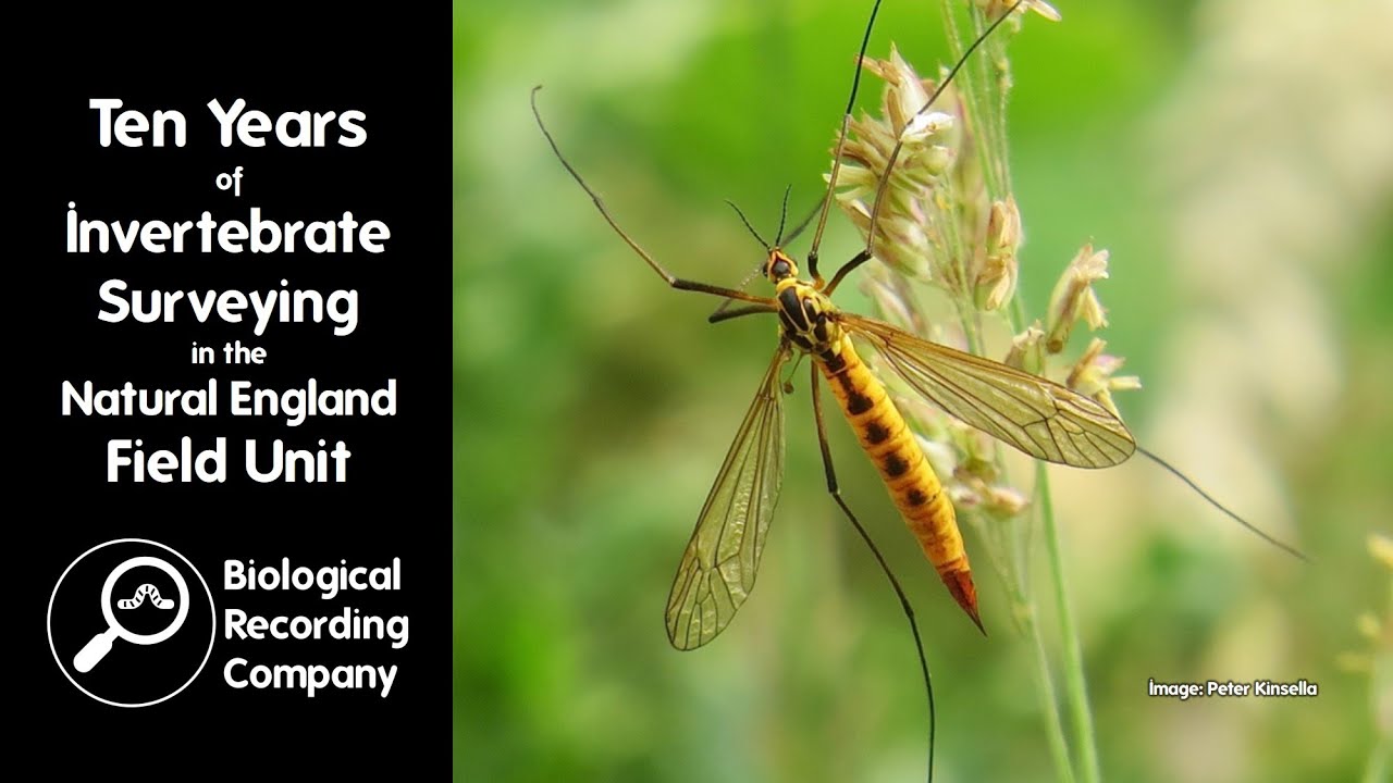 Ten Years of Invertebrate Surveying in the Natural England Field Unit ...