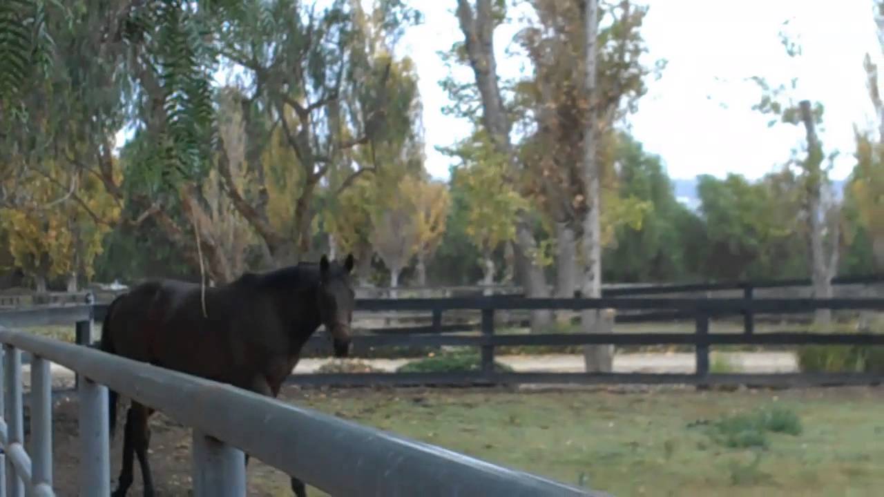Saunton Road Peacefield Farm Temecula, CA Dec. 1, 2012 - YouTube