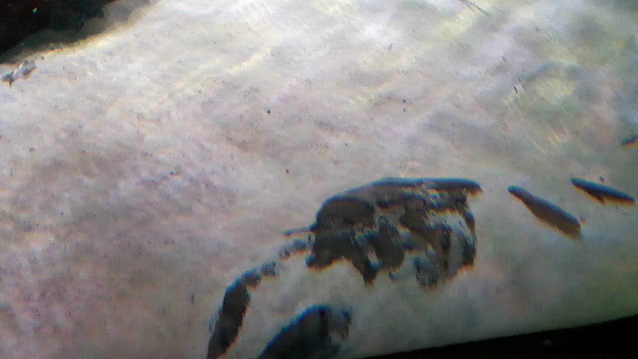 Southern Fiddler Ray (Trygonorrhina dumerilii) - YouTube