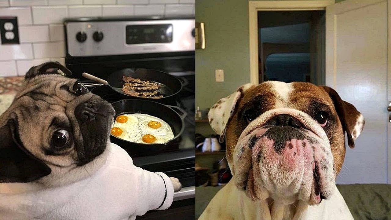 Super Funny Dog Videos - Funniest Dogs Compilation Try Not to Laugh ...