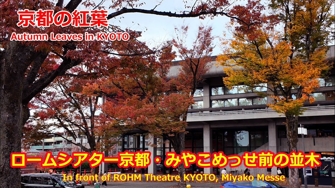 【京都の紅葉】ロームシアター京都・みやこめっせ前の並木（2024年11月24日 京都市左京区） In front of ROHM ...